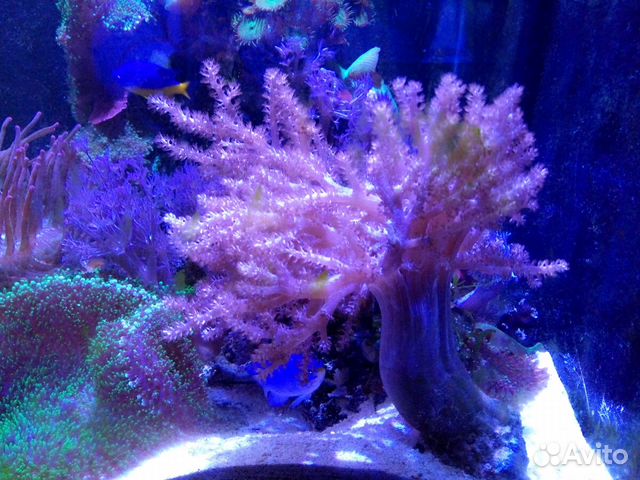 Коралл Капнелла