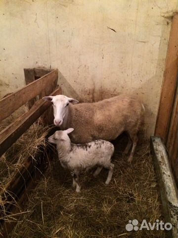 Овцы ягнята козы козлята бараны мясо баранина