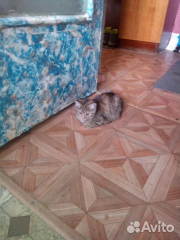 Котенок 3,5 месяца