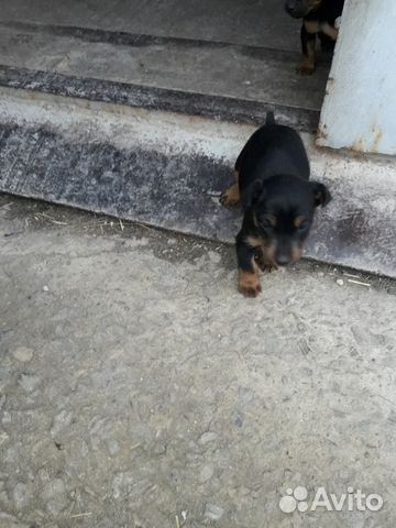 Щенки ягтерьера