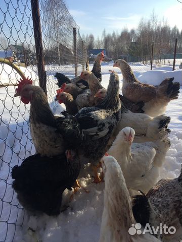 Индюки, Юрловские голосистые(Куры и петушки)