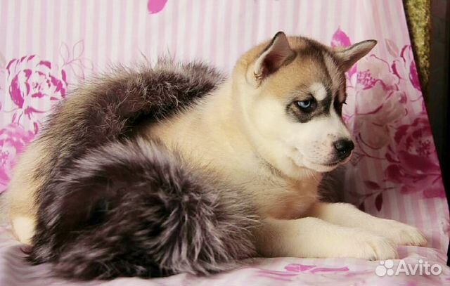 Сибирский хаски