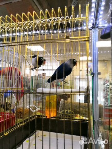 Неразлучники