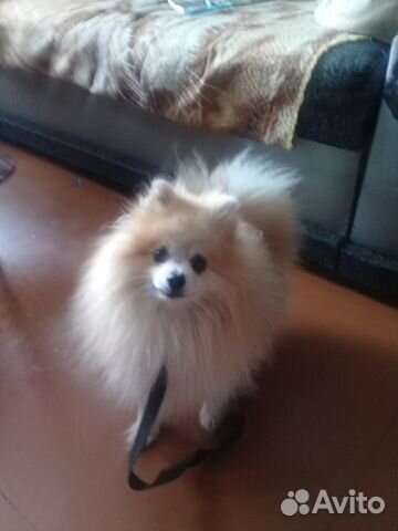 Миниатюрный шпиц-лисёнок