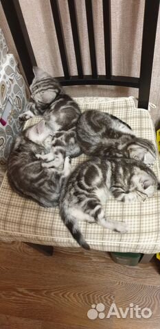 Шотландские котята