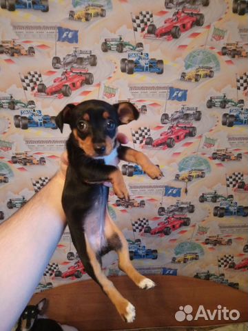 Той-Терьер русский