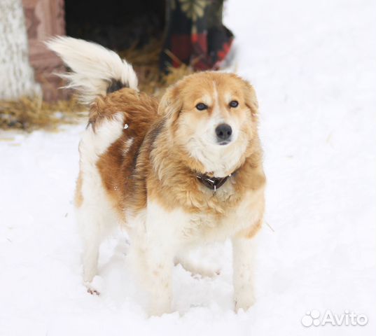Забава- солнышко в ваш дом