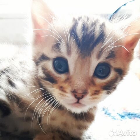 Милые котята бенгальской породы