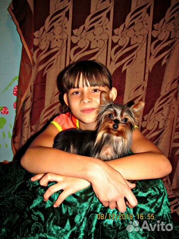 Девочка Йоркширкский терьер(супермини)