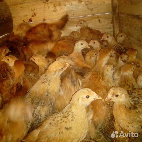 Подрощенные цыплята кучинские и австролорпы