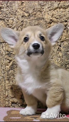 Вельш Корги Пемброк