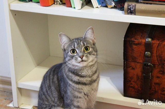 Котенок подросток Милка девочка