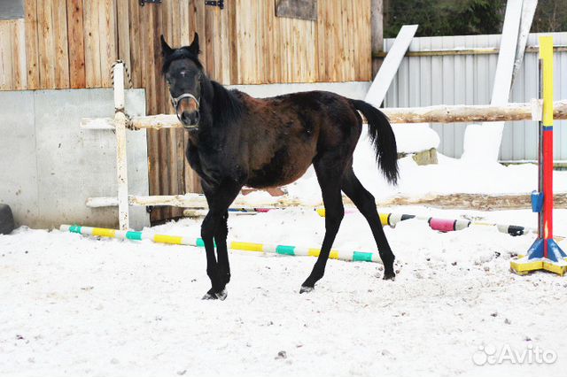 Арабская кобылка, 10 месяцев