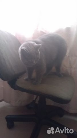 Кота в хорошие руки