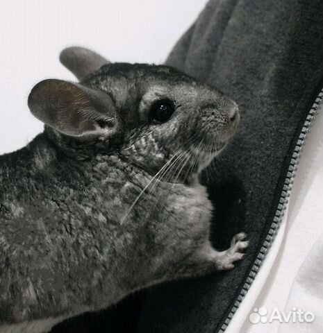 Шиншилла мальчик стандарт