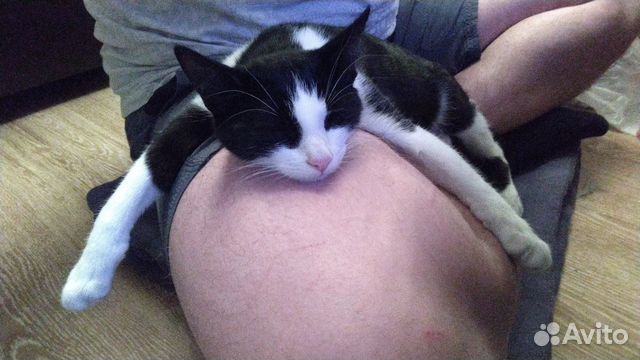 Кошечка-потеряшка (домашняя) ищет новую семью