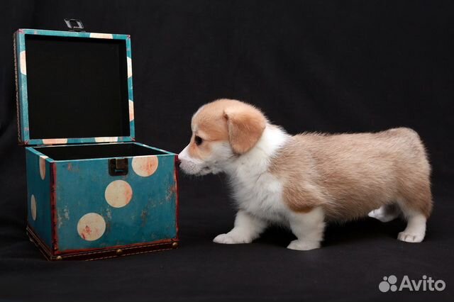 Королевские корги