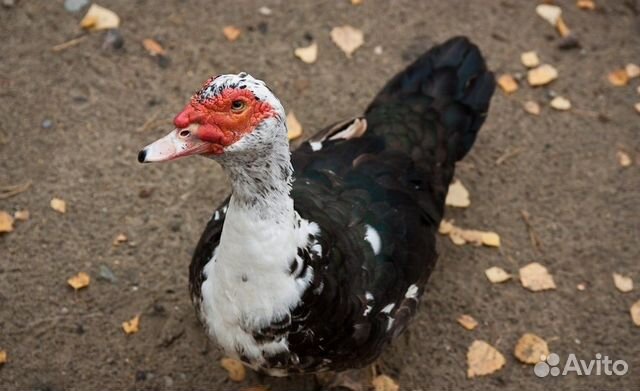 Индоутка, селезень