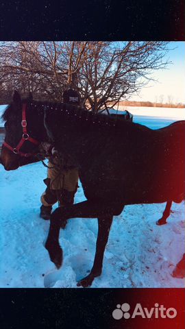Лошадь спортивная