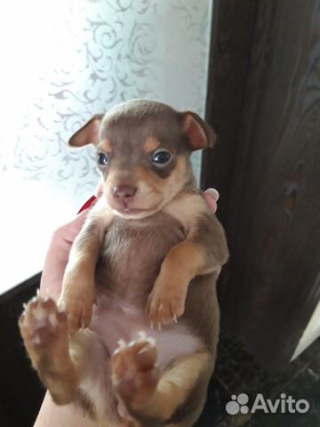 Той терьеры