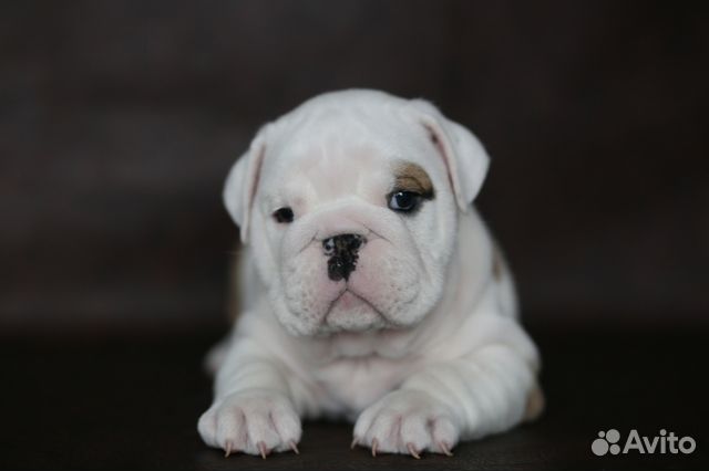 Щенок Английского Бульдога