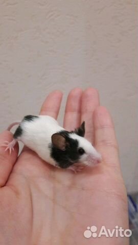 Японские мышки