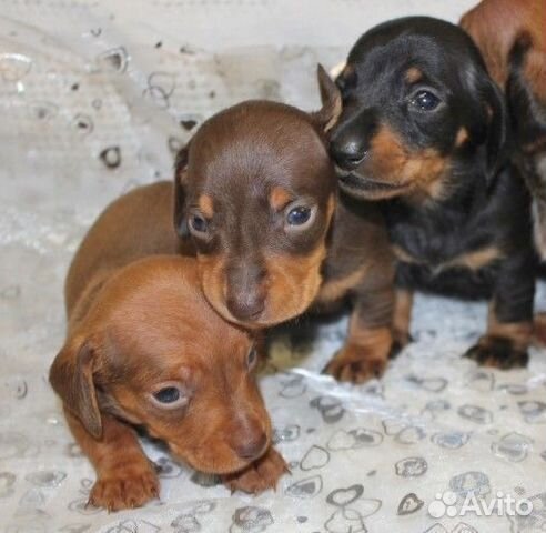 Щенки гладкошерстной таксы