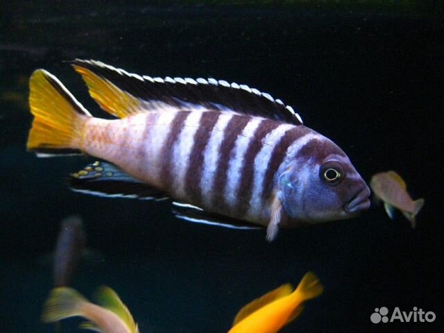 Pseudotropheus Elongatus Mpanga