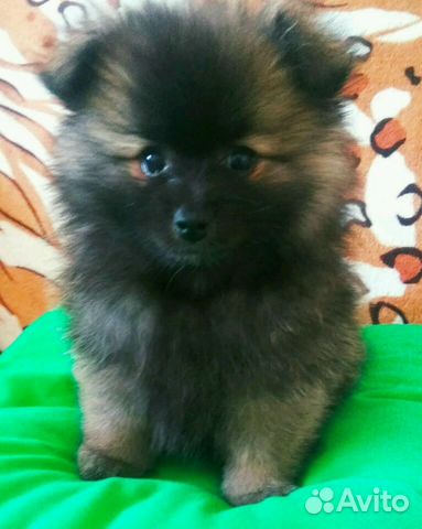 Немецкий шпиц