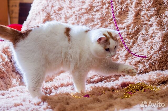 Кошечка Мандаринка ищет дом