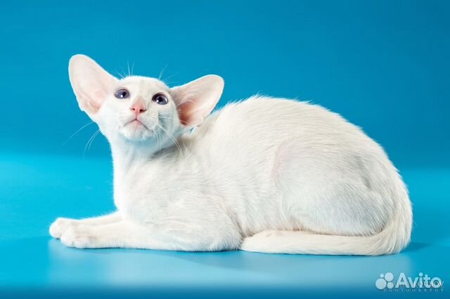 Сиамский котик