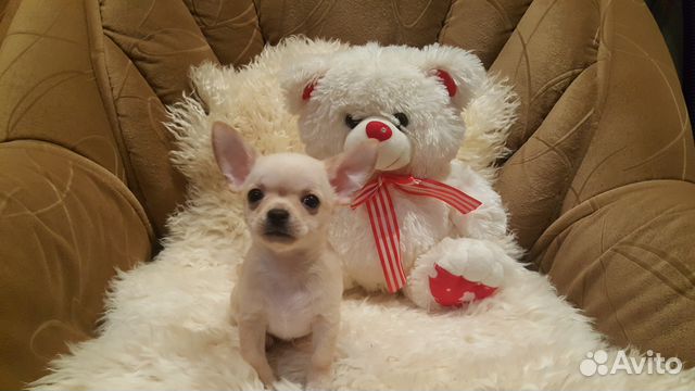 Чишки-мальчишки