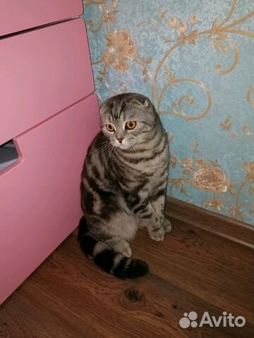 Ищем хозяина для кота