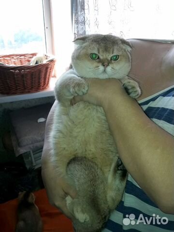 Шотландские мальчишки