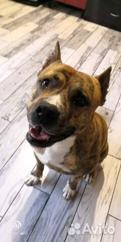 Стаффорд для вязки. Без документов