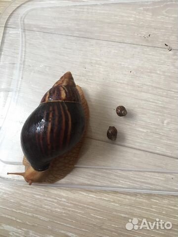 Улитята Ахатины Имакулята