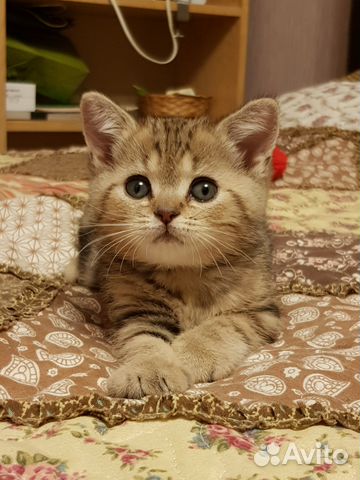 Шотландский котенок мраморного окраса
