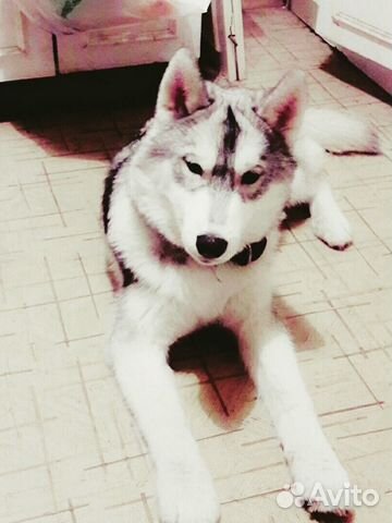 Продаю собаку Хаски