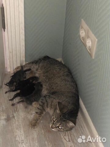 Котята ищут теплый дом