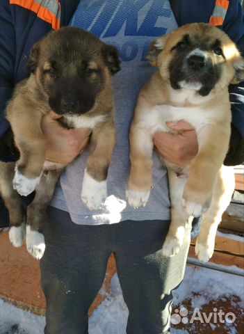 Продам щенков сао