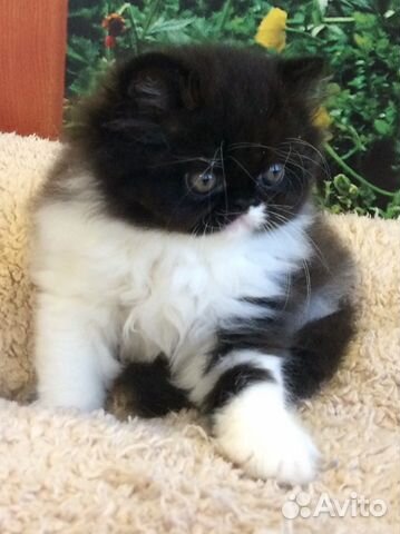 Персидские котята из питомника
