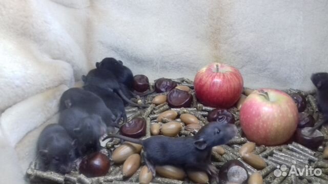 Черные крысята Дамбо (Угольки)