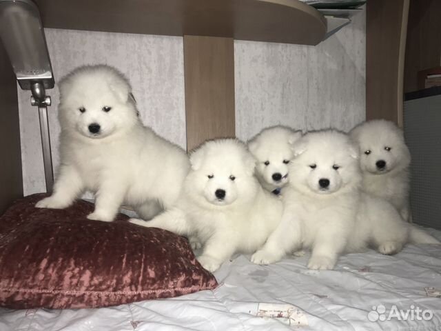 Щенки самоеда