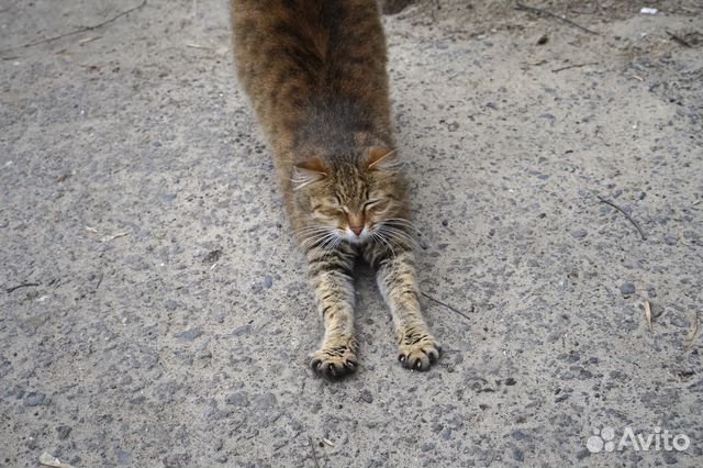 Комнатная кошка-рысенок ищет дом