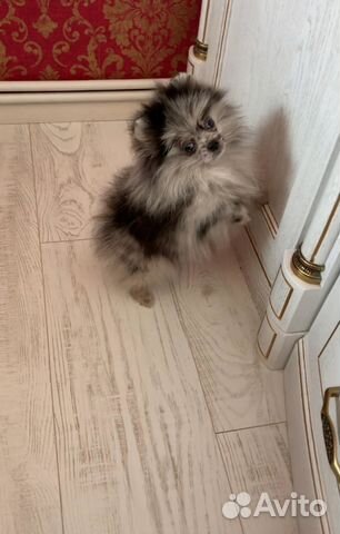 Шпиц голубоглазка мраморная девочка