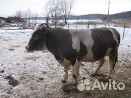 Быки на откорме