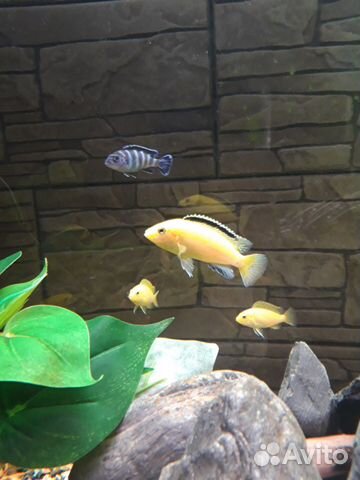 Продам еллоу, демасони