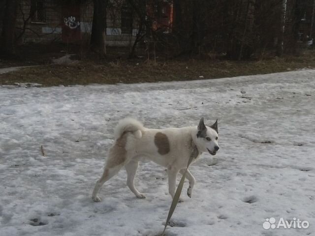 Лайка ищет новый дом