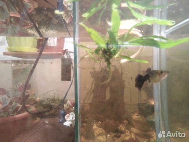 Обмен гуппи на роголистник