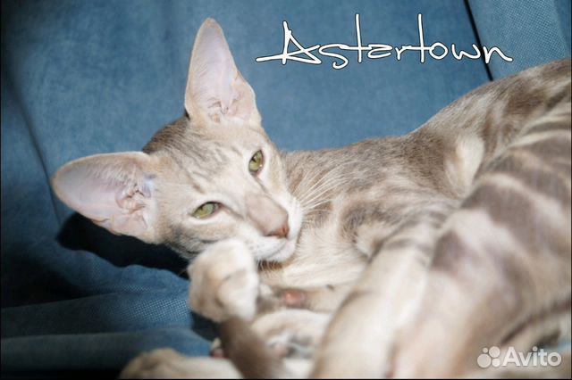 Ориентальный котёнок